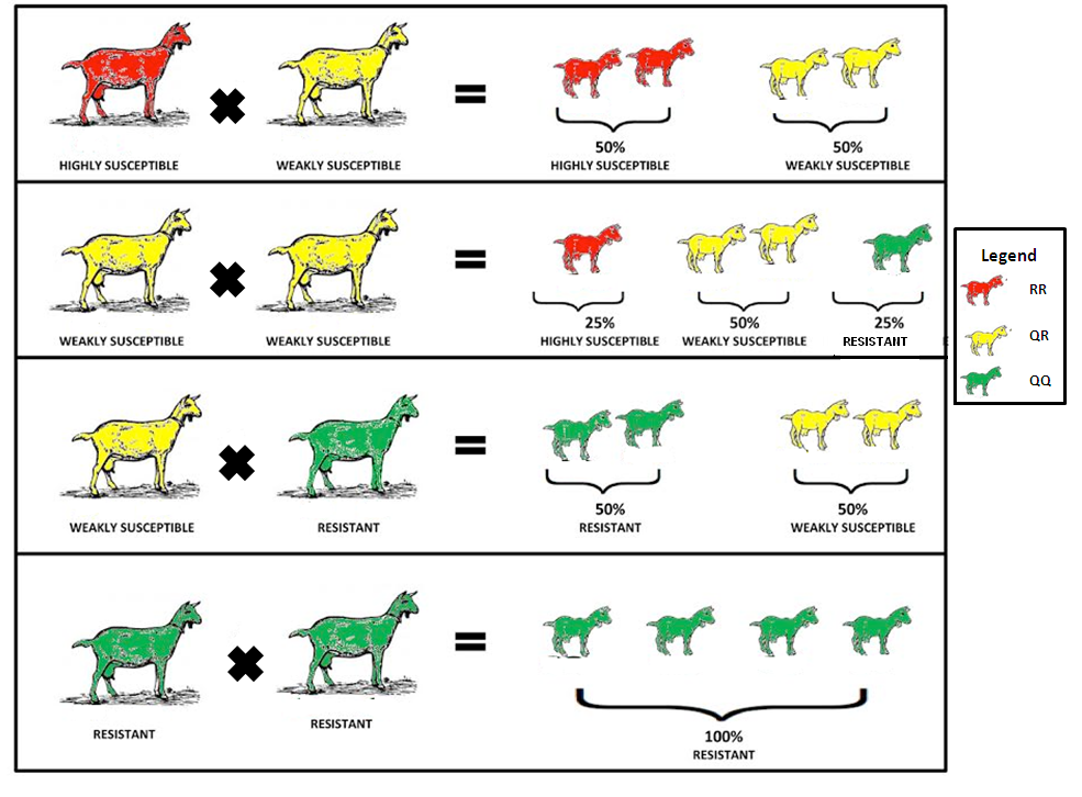 How to Breed Goats for Scrapie Resistance – Ontario Goat