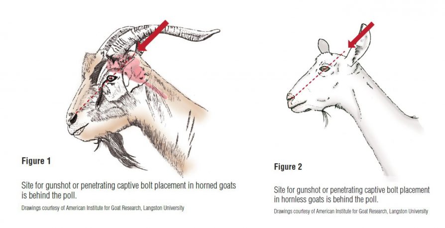 Steps for the Euthanasia of Goats – Ontario Goat