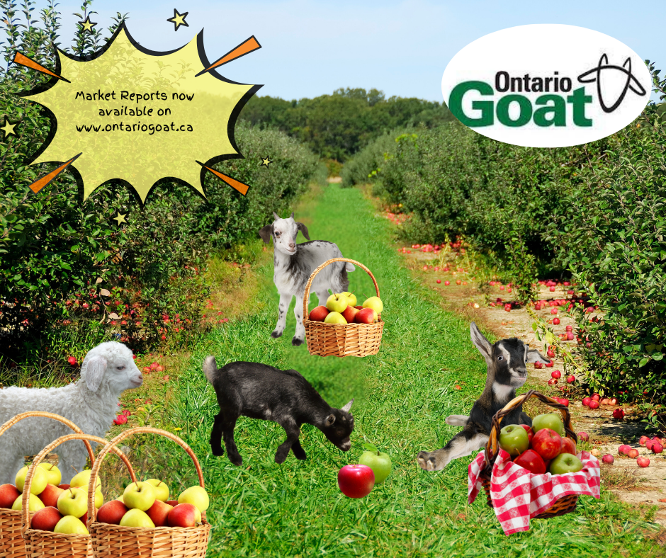 Ontario Goat – Proudly representing Ontario's dairy, meat and fibre ...