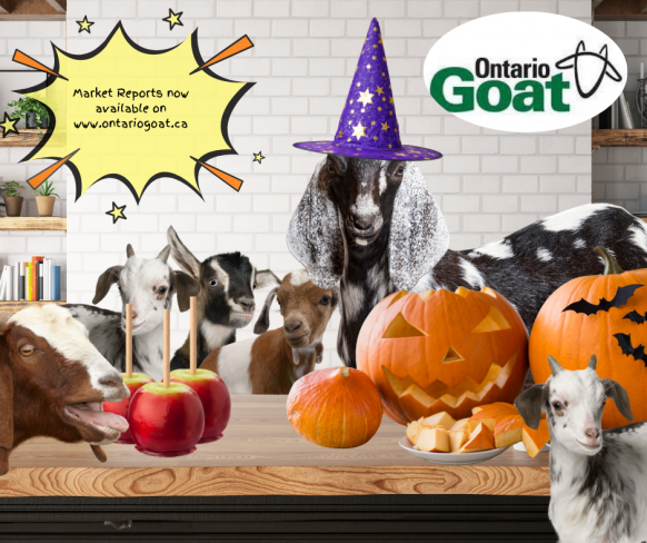 Ontario Goat – Proudly representing Ontario's dairy, meat and fibre ...