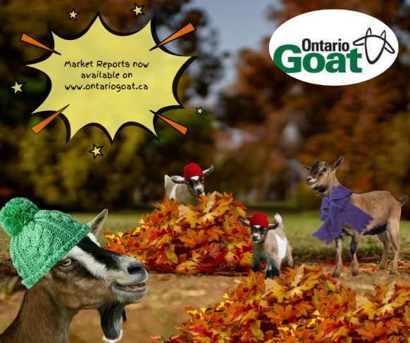 Ontario Goat – Proudly representing Ontario's dairy, meat and fibre ...