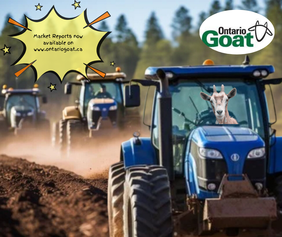 Ontario Goat – Proudly representing Ontario's dairy, meat and fibre ...