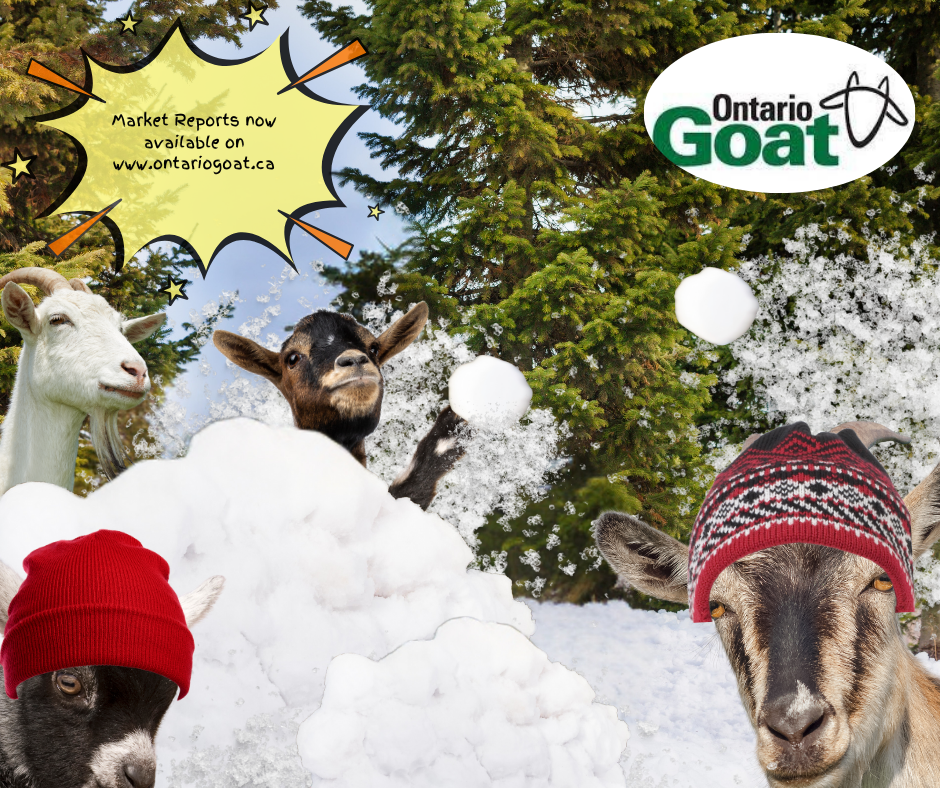 Ontario Goat – Proudly representing Ontario's dairy, meat and fibre ...