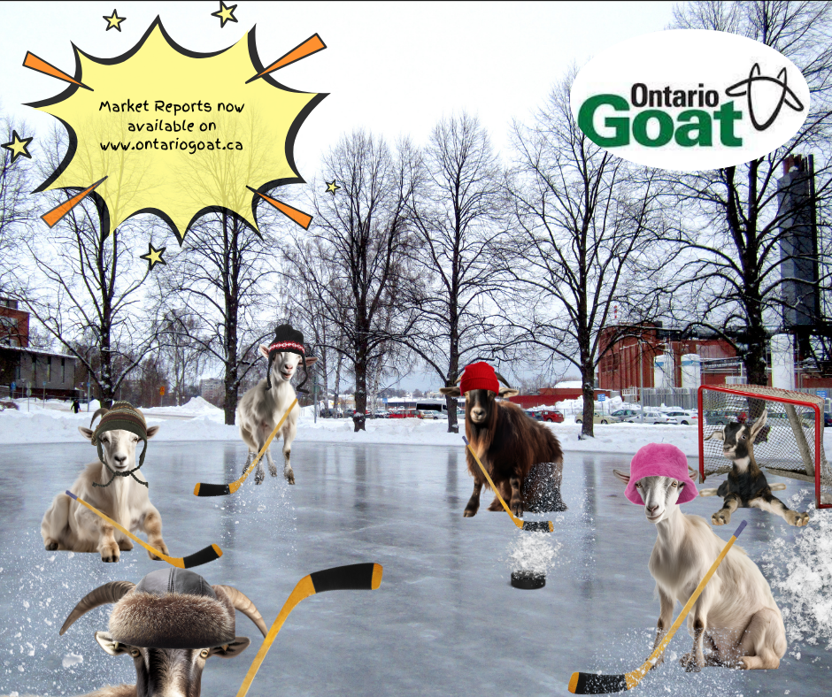 Ontario Goat – Proudly representing Ontario's dairy, meat and fibre ...
