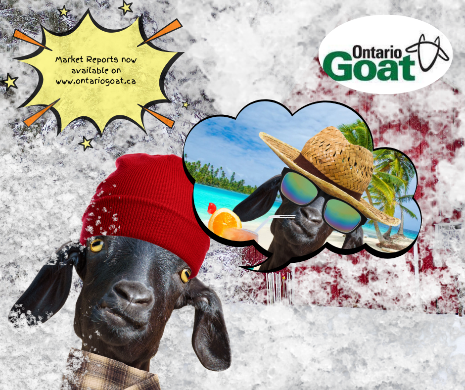 Ontario Goat – Proudly representing Ontario's dairy, meat and fibre ...