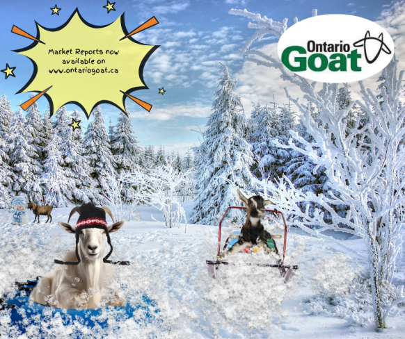 Ontario Goat – Proudly representing Ontario's dairy, meat and fibre ...